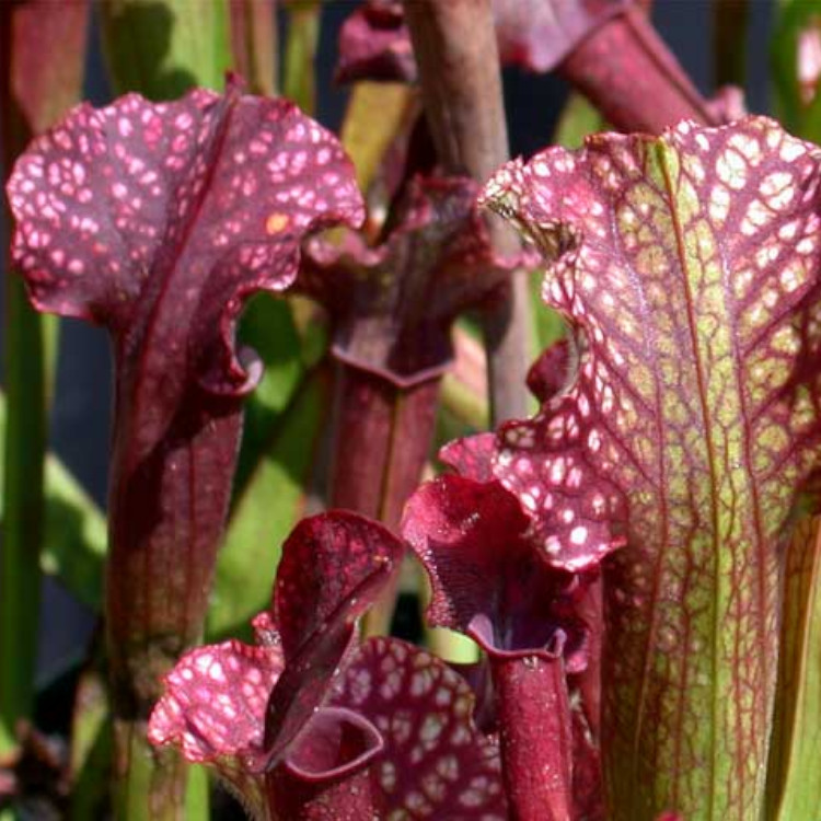 Sarracenia 'Judith Hindle' | Primrose Trading